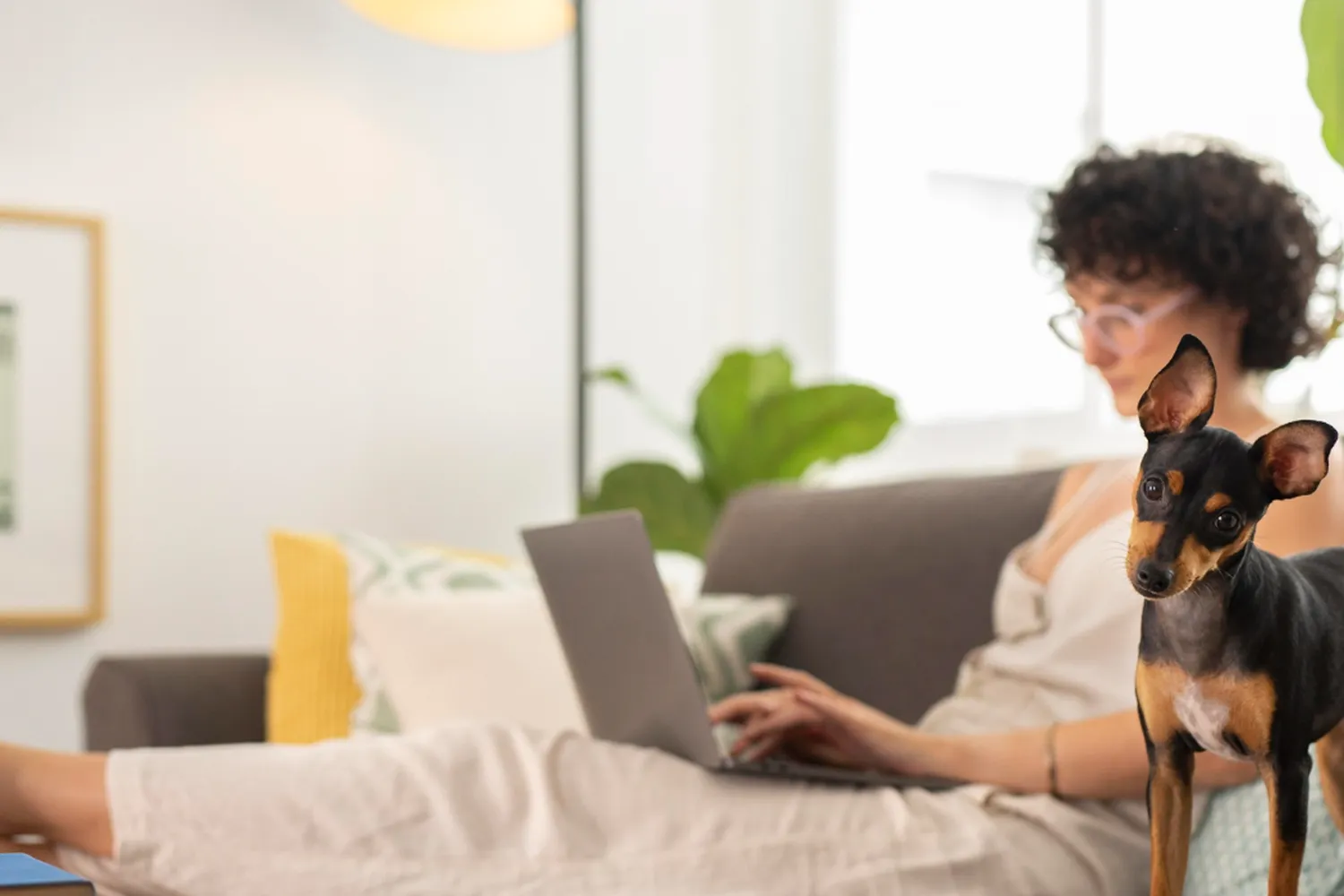 O Que Diz A Lei Sobre Animais Em Apartamentos? Tire Suas Dúvidas - Toda On